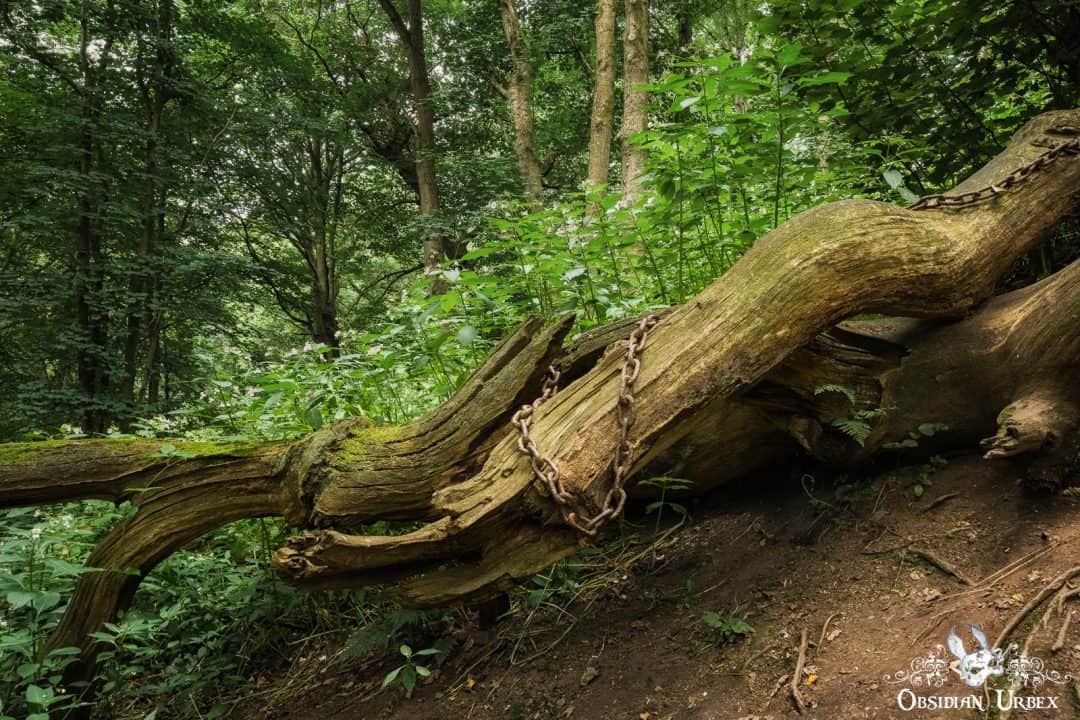 The Chained Oak, England - Obsidian Urbex Photography | Urban ...