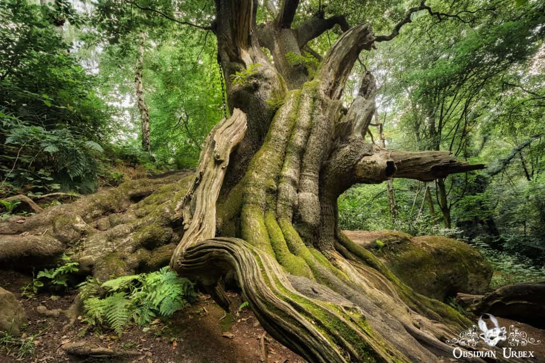 The Chained Oak, England - Obsidian Urbex Photography | Urban ...