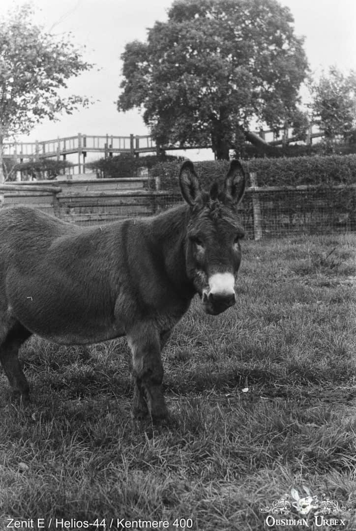 Kentmere Pan 400 (35mm film) Review & Photos - Obsidian Urbex ...
