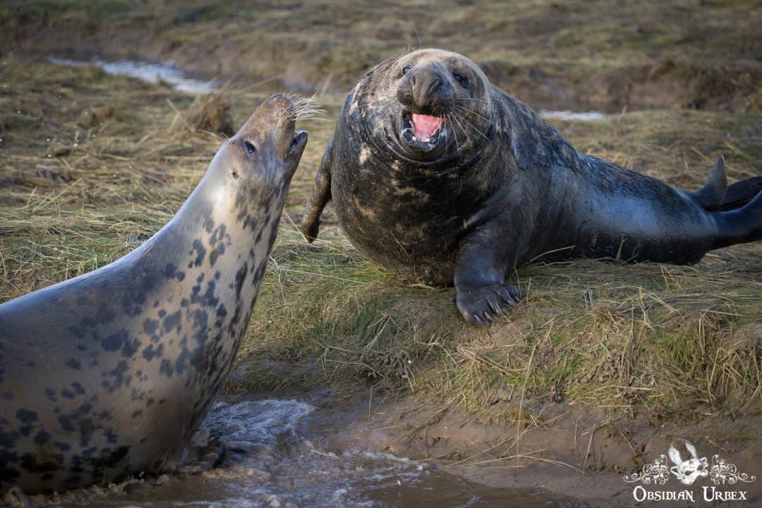 Portfolio - I ♡ Seals - Obsidian Urbex Photography | Urban Exploration ...