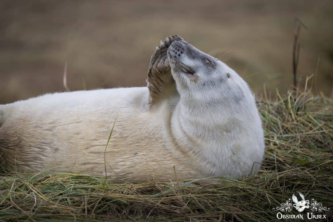 Portfolio - I ♡ Seals - Obsidian Urbex Photography | Urban Exploration ...